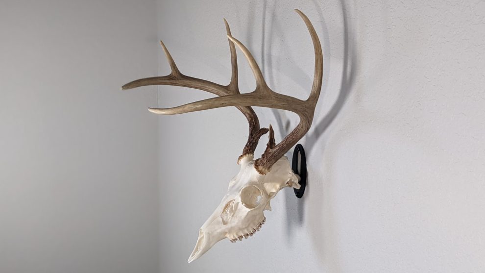 State European Mount Hanger | Easy Skull Display | Kabash Outdoors