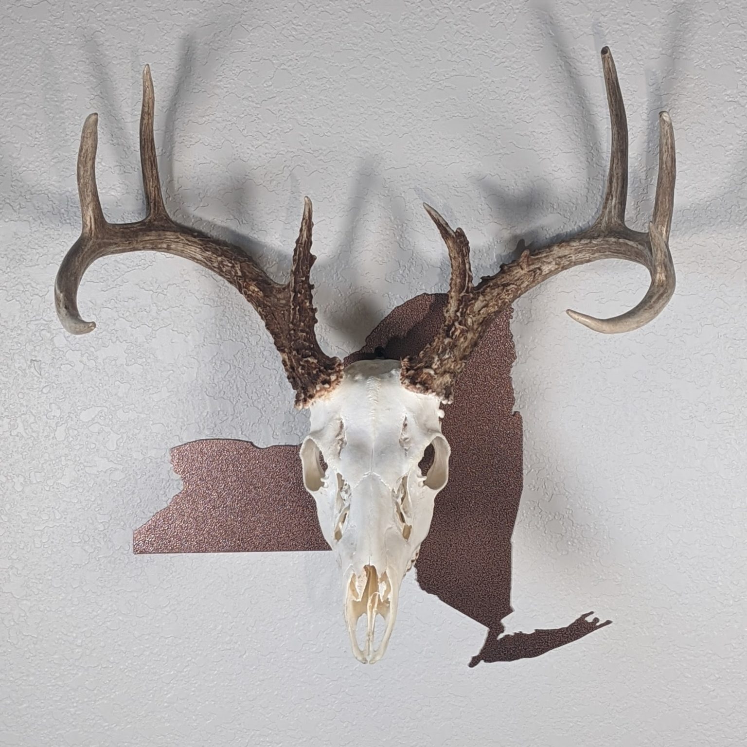 State European Mount Hanger | Easy Skull Display | Kabash Outdoors